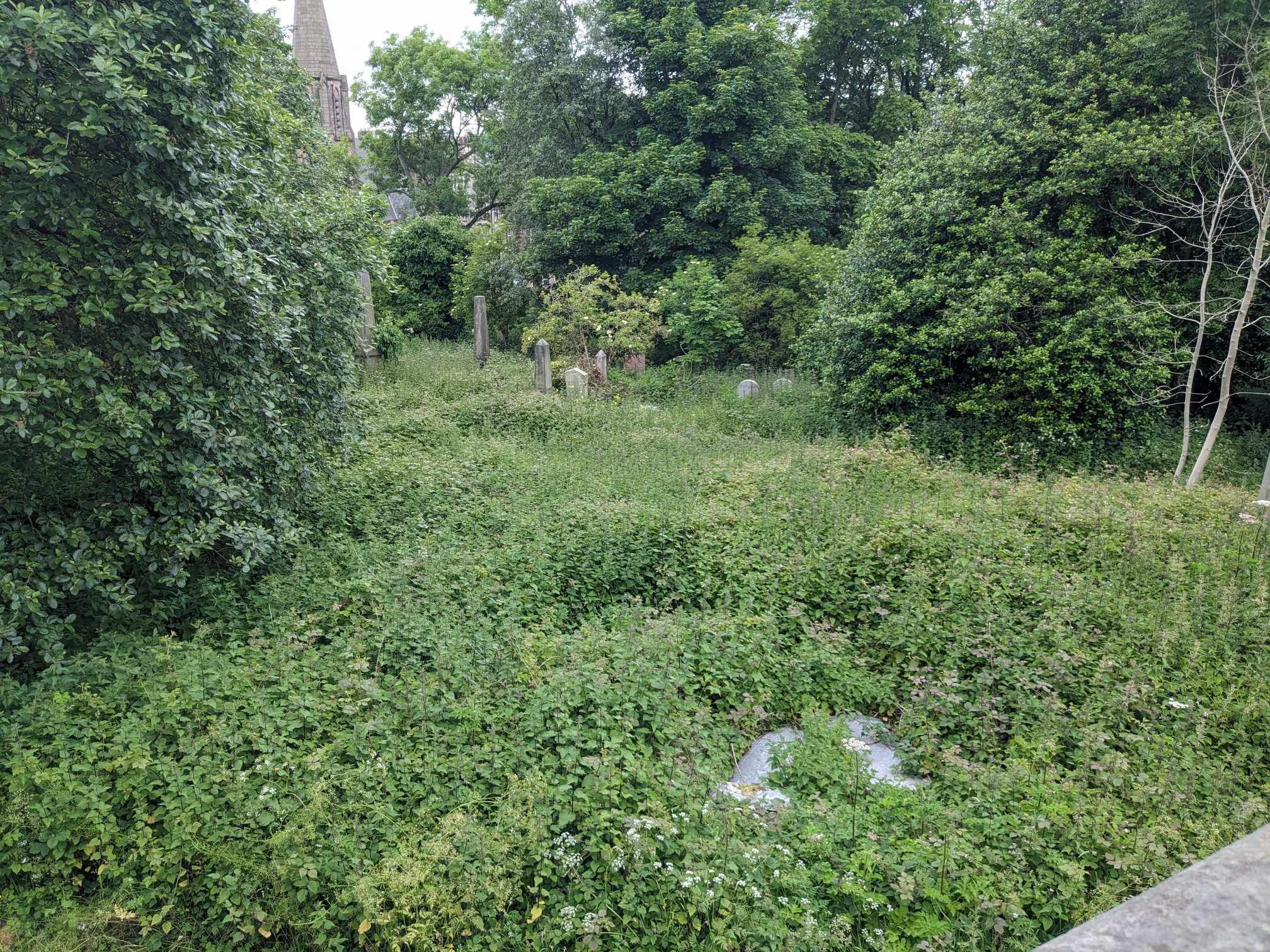 Nature Waffle VII – Scruffy Scotland